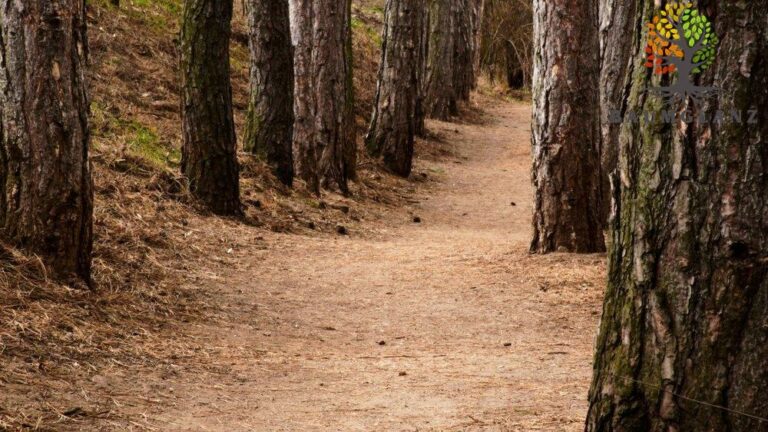Alles Wissenswerte über den Pinien Baum: Pflege, Herkunft und Nutzung